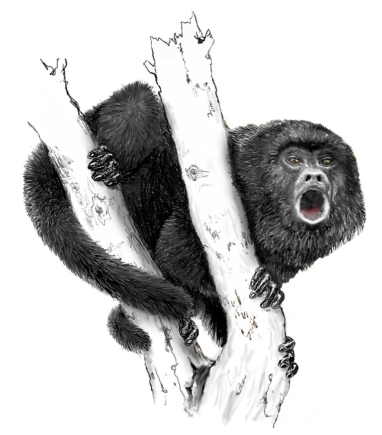 Black Howler Monkey – Better In Belize Eco Community