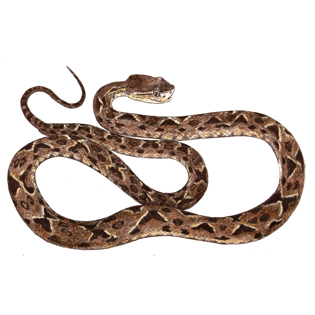 Yellow-jaw Tommygoff, Terciopelo – Better In Belize Eco Community