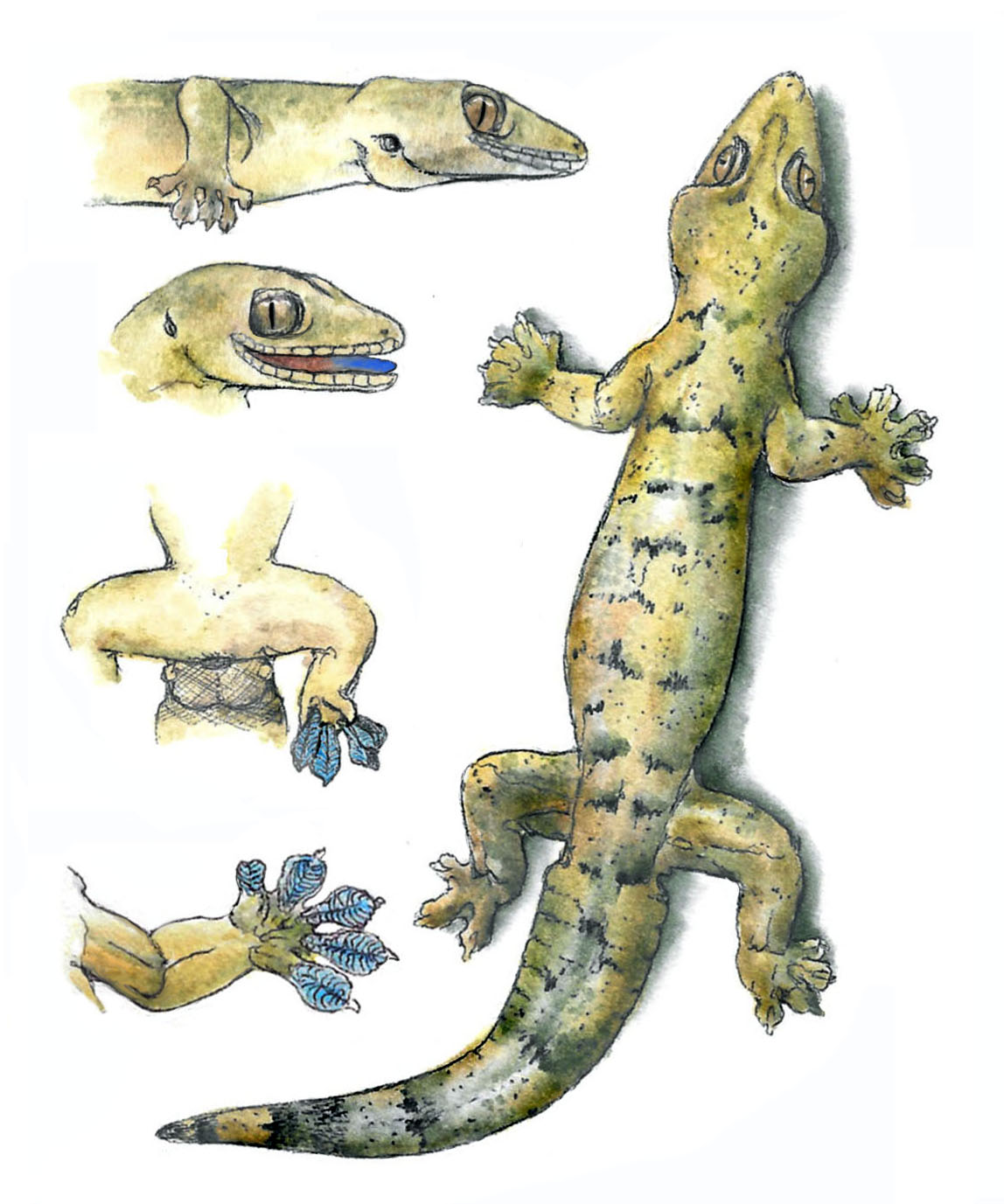 Turnip-tailed Gecko – Better In Belize Eco Community