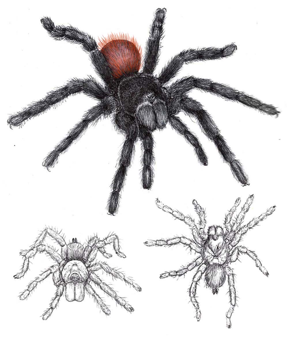 Mexican Red Rump Tarantula – Better In Belize Eco Community