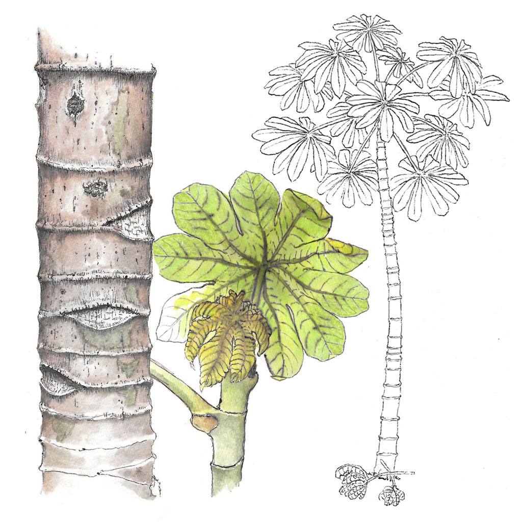 Cecropia, Trumpet Tree – Better In Belize Eco Community