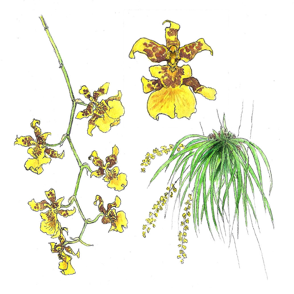 Golden Shower Orchid – Better In Belize Eco Community