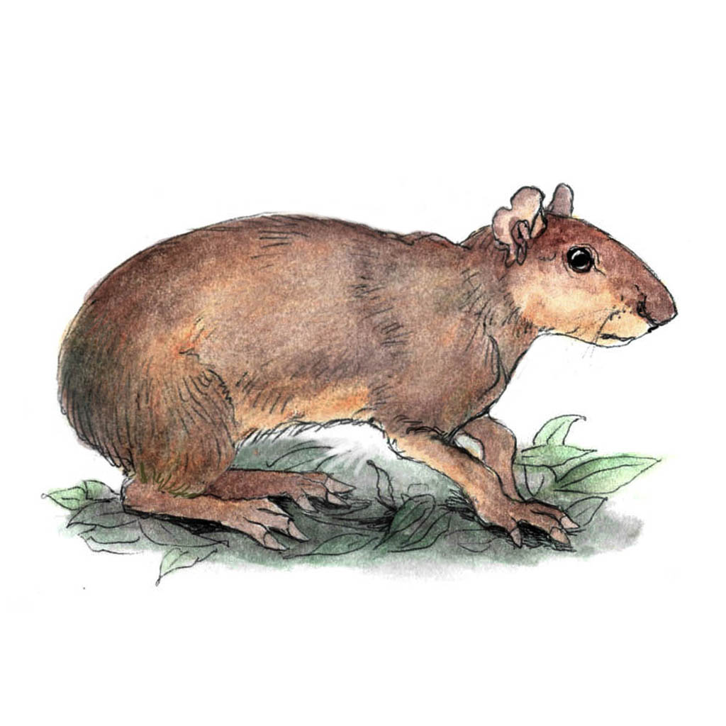 Central American Agouti – Better In Belize Eco Community