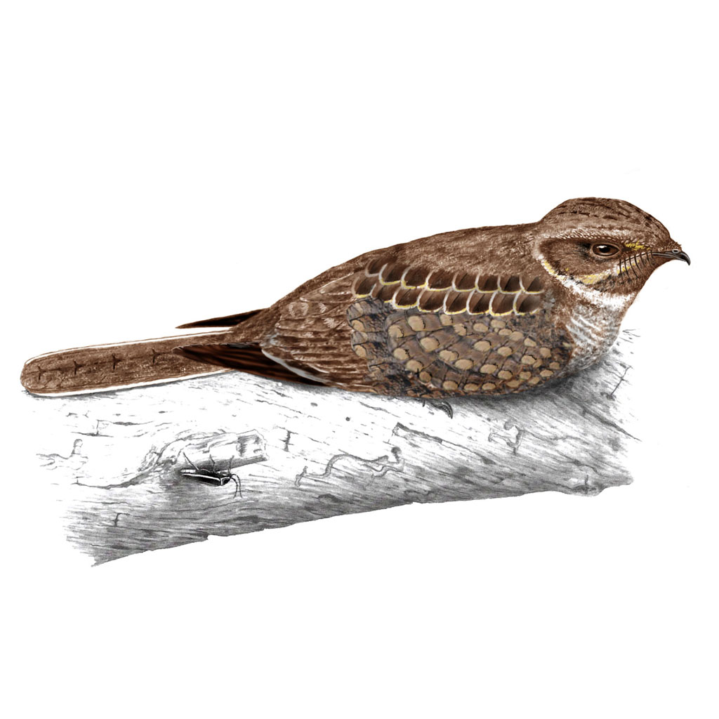 Common Pauraque – Better In Belize Eco Community