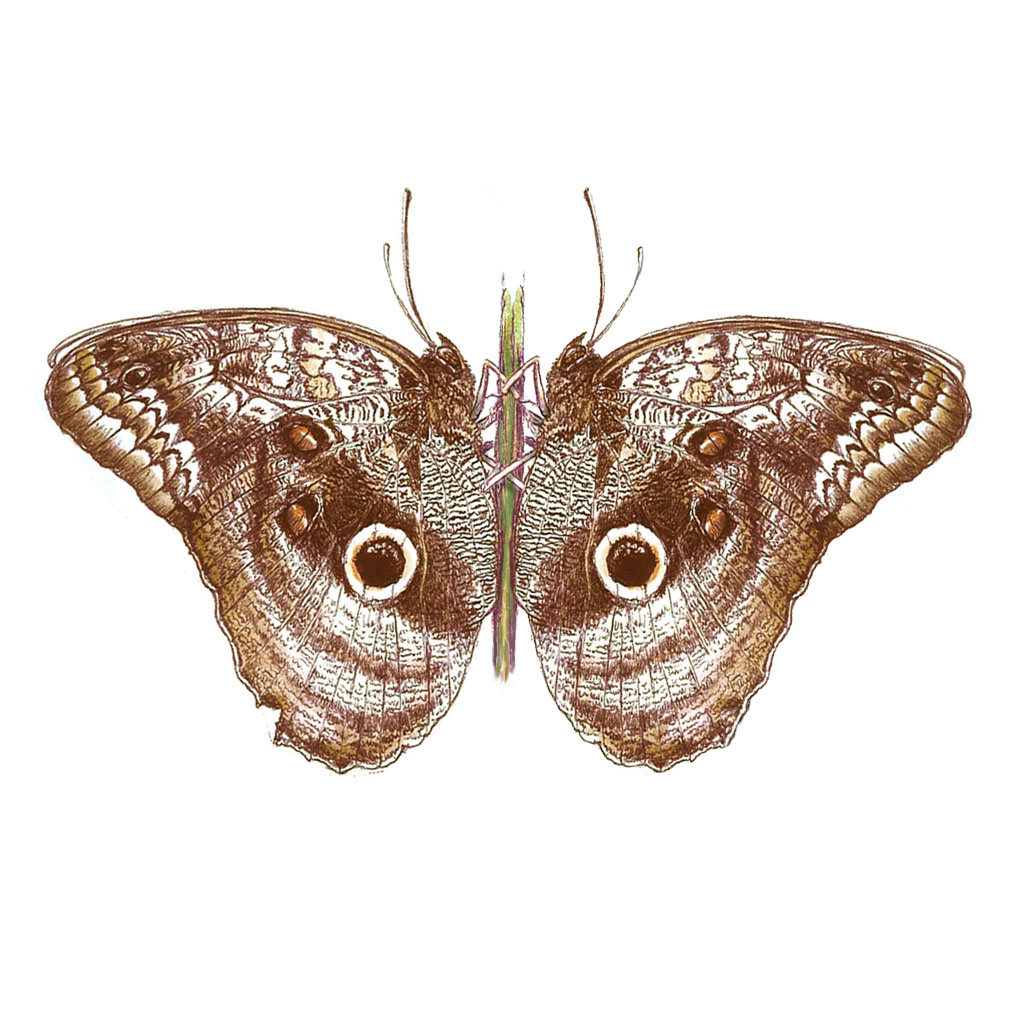 Owl Butterfly – Better In Belize Eco Community