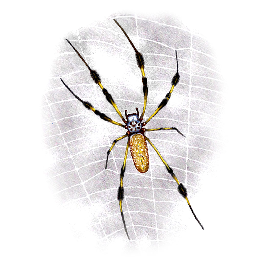 Golden Silk Spider – Better In Belize Eco Community