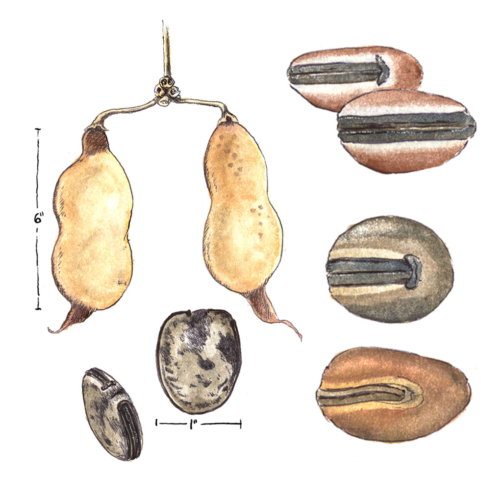 Mucuna Drift Seeds – Better In Belize Eco Community