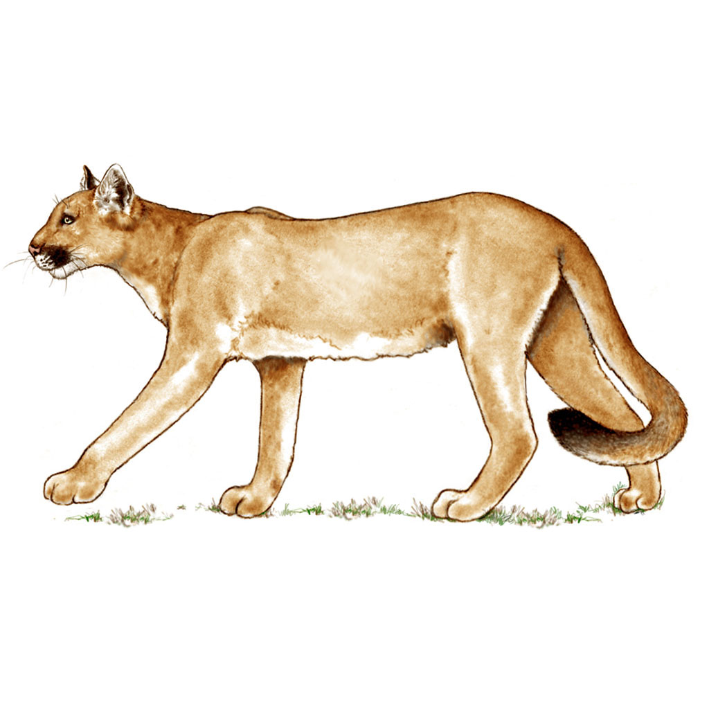 Puma – Better In Belize Eco Community