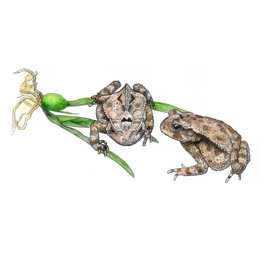 Campbell’s Rainforest Toad – Better In Belize Eco Community