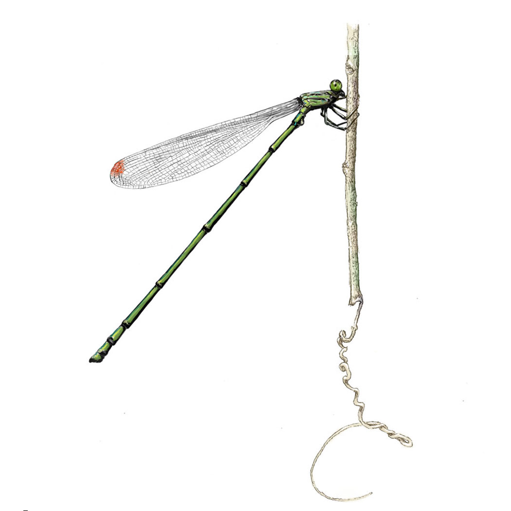 Bromeliad Helicopter Damselfly – Better In Belize Eco Community