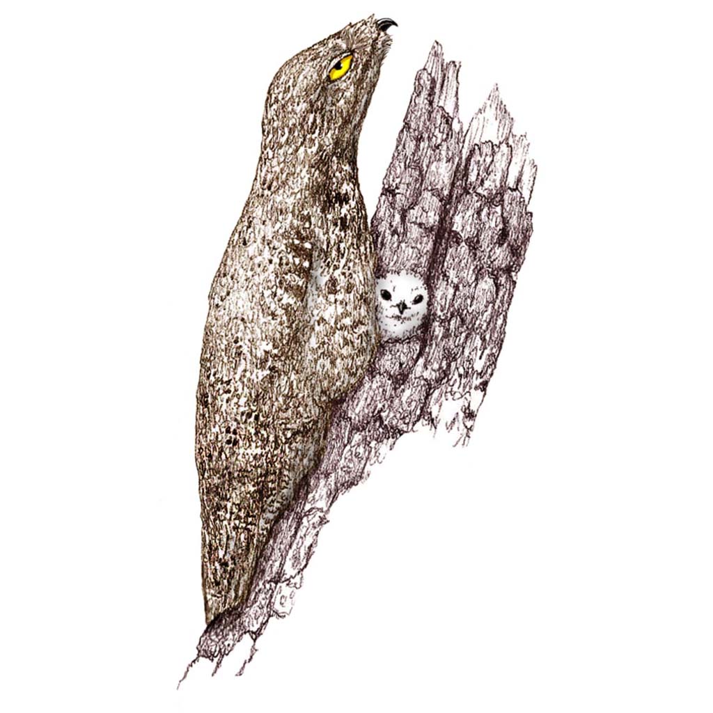 Northern Potoo – Better In Belize Eco Community