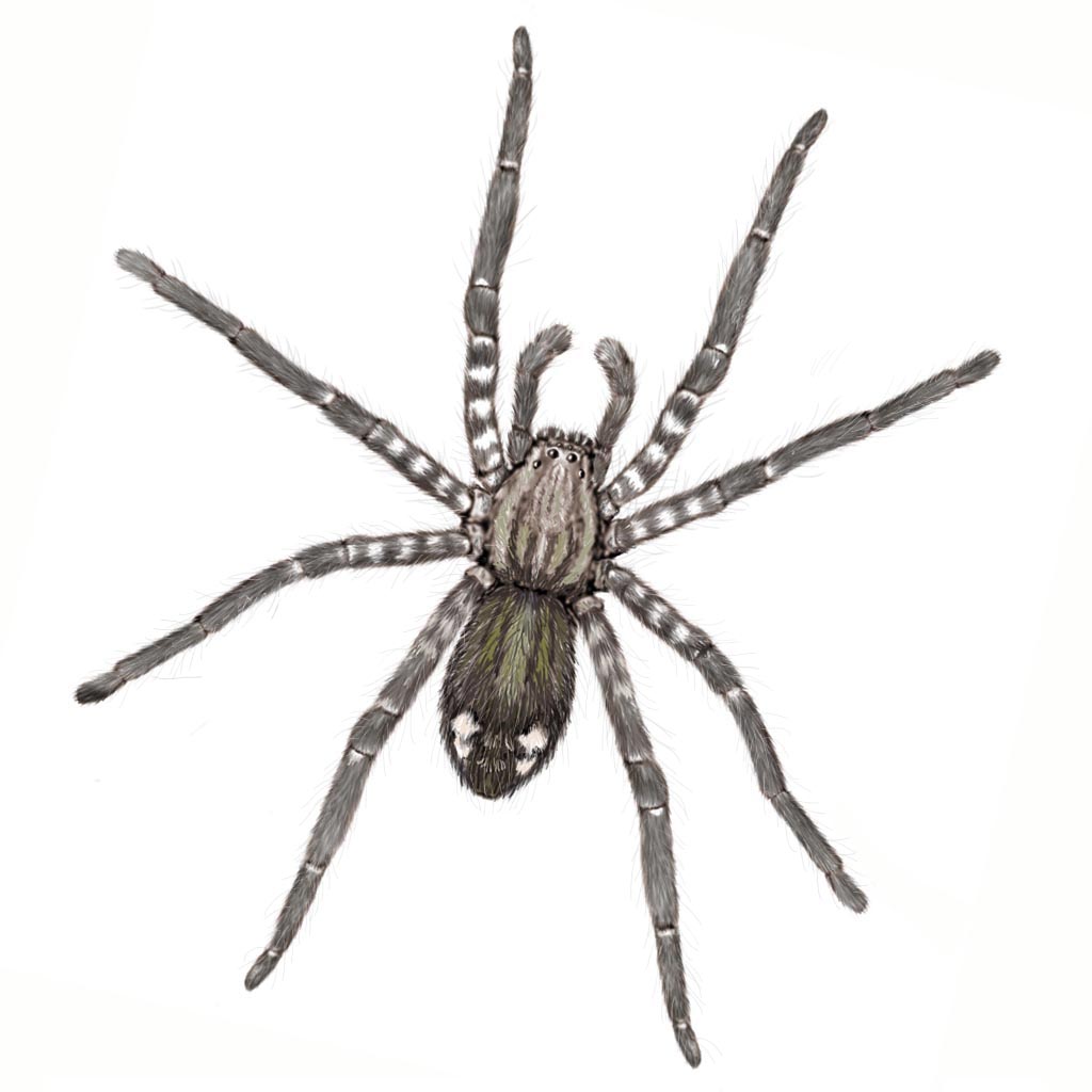 Tiger Wandering Spider – Better In Belize Eco Community