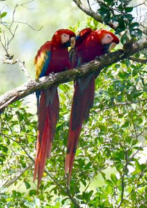 Scarlet Macaws at BIB! – Better In Belize Eco Community