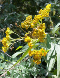 Jackass Bitters – Better In Belize Eco Community