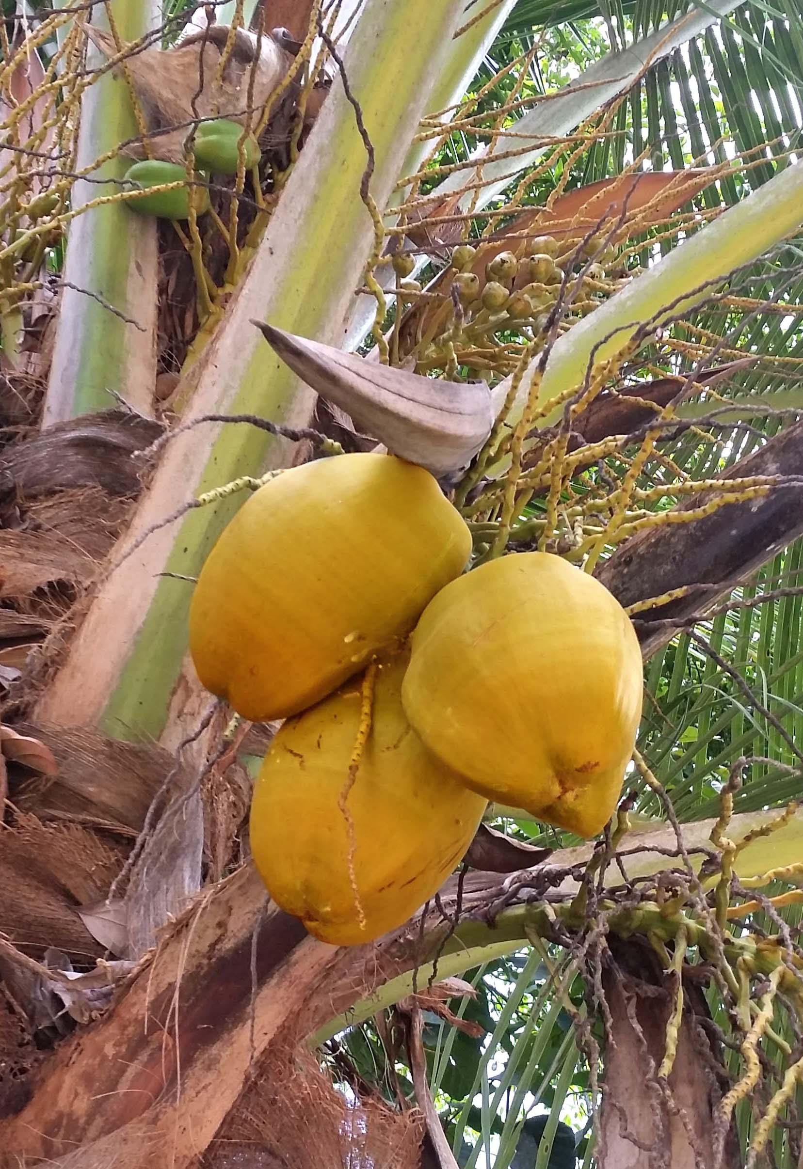 To Milk a Coconut… – Better In Belize Eco Community