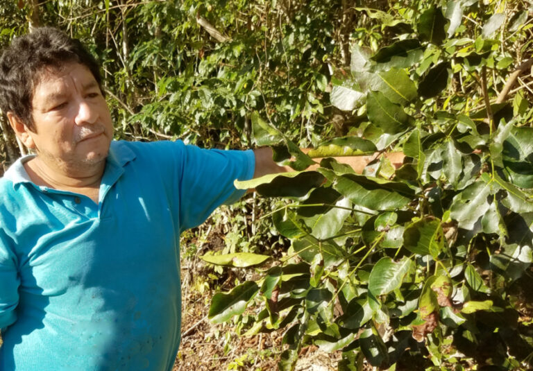 Poisonwood Peril – Better In Belize Eco Community