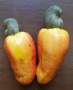 Cashew Wine, Juice and Nuts – Better In Belize Eco Community